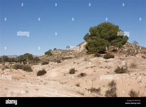 The Countryside And Trees Of Alicante Province In Spain Stock Photo Alamy