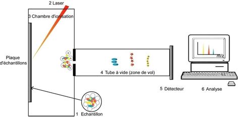 Principales étapes Dune Analyse Par Maldi Tof Download Scientific Diagram Principales étapes Dune Analyse Par Maldi Tof Download Scientific Diagram