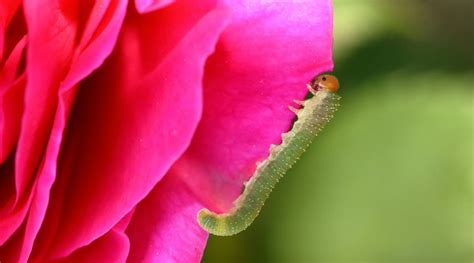 11 Rose Bush Pests Identification Treatment And Prevention