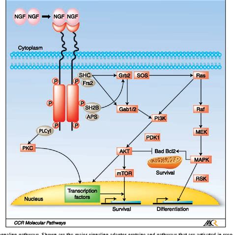 Figure 1 From Trk Receptor Expression And Inhibition In Neuroblastomas