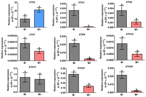 Genome Wide Characterization Of The Xyloglucan Endotransglucosylase