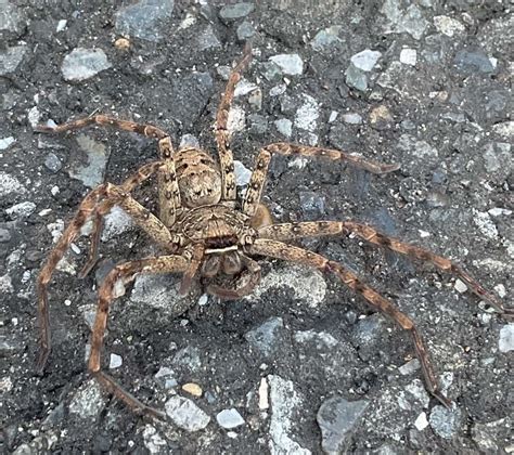 「ギャー！」が「ありがとう」に変わる日：日本一大きなアシダカグモの意外な素顔とは？ 科学のネタ帳