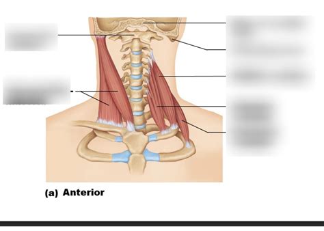 Anterior Muscles Of Neck Diagram Quizlet Anterior Muscles Of Neck Diagram Quizlet