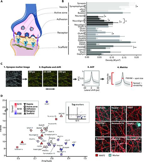 not all synapse markers can be used for synapse quantification a d a