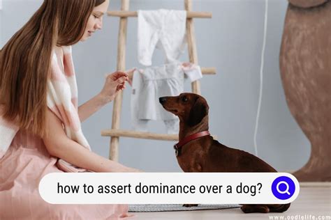 How To Assert Dominance Over A Dog Ethically Oodlelife®