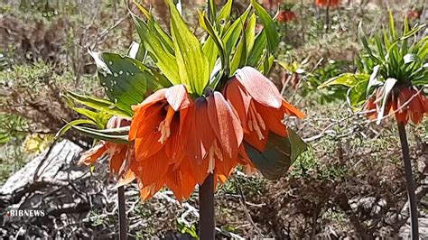 دشت لاله های واژگون در شهرستان دهاقان خبرگزاری صدا و سیما