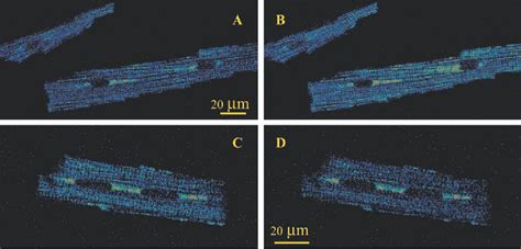 Figure 2 From Two Photon Fluorescence Spectroscopy And Microscopy Of
