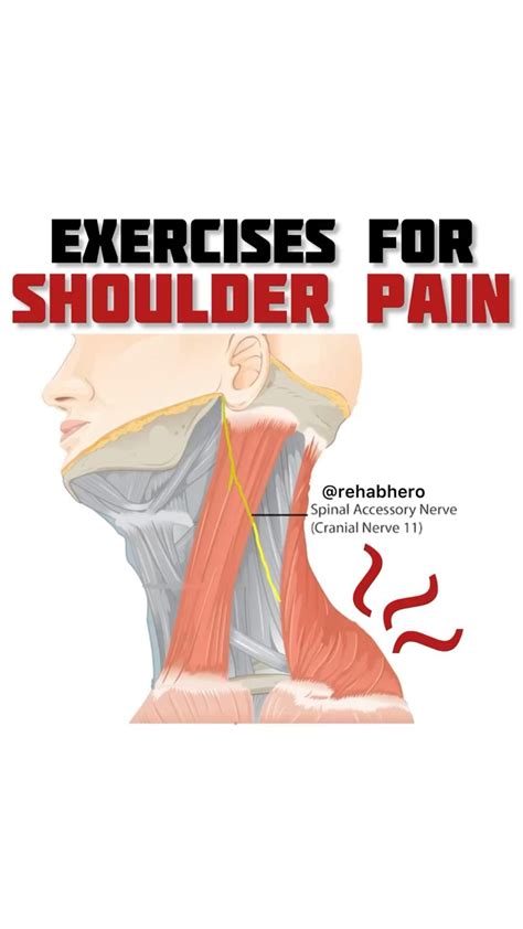 Anterior Tibialis Trigger Points How To Treat Them With Acupuncture Artofit Anterior Tibialis Trigger Points How To Treat Them With Acupuncture Artofit