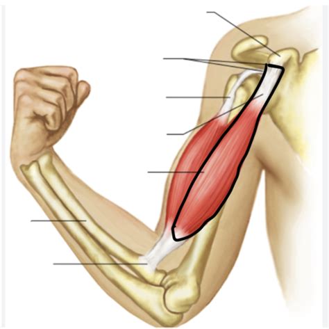 ch5 lab flashcards quizlet