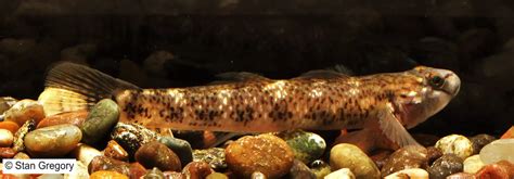 Goby Oregon Sea Grant Oregon State University