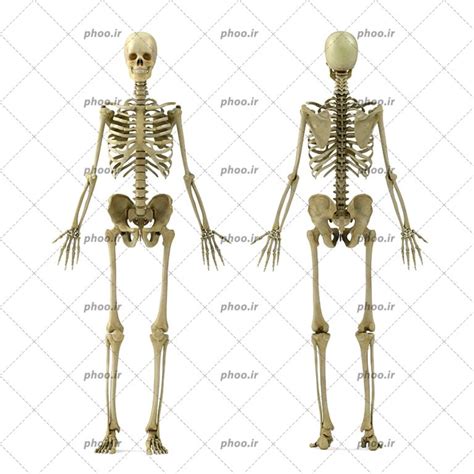 عکس اسکلت بدن انسان از دو زاویه متفاوت در پس زمینه سفید عکس با کیفیت