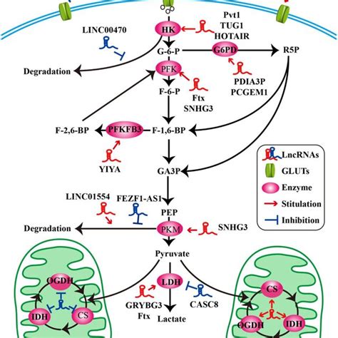 Lncrnas Regulate The Molecules Of Lipid Metabolism In Tumor Cells