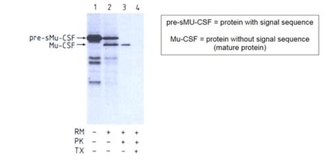 Protein Import Into Er Breakout Flashcards Quizlet