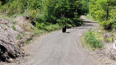 Sometimes The Draft And Undercut Analysis Simply Dont Work Makes Me Super Furious Any Reason