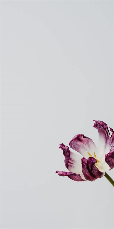 Завантажити шпалери на робочий стіл ПК Мінімалізм Квіти Квітка Тюльпан безкоштовно 68799