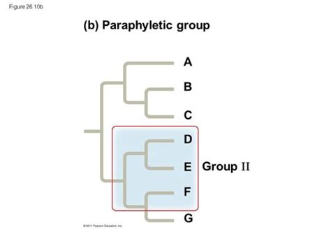 Biology 151 Final Exam 4 Review Flashcards Quizlet