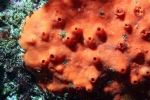 寻常海绵纲 搜狗百科