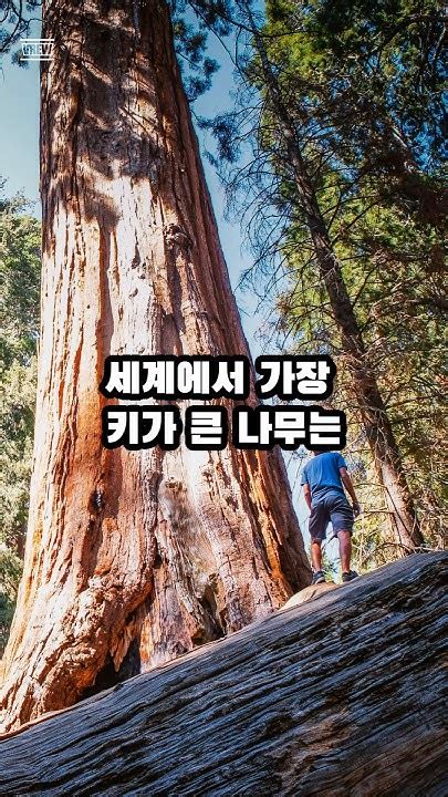 세계에서 가장 키가 큰 나무 Youtube
