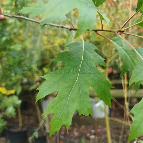 Quercus Rubra Red Oak 50L