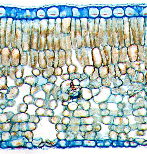 Mesophyte Cross Section