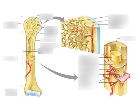 Chapter 6 Lab Diagram Quizlet