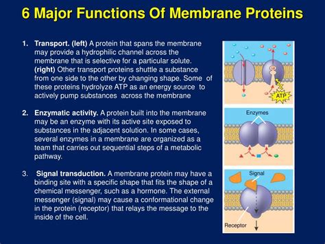 PPT Cell Membrane Structure And Function PowerPoint Presentation ID