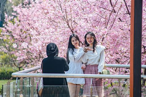 Цъфнали череши в град Ганджоу