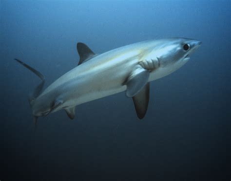 Amazing Thresher Shark Facts You Didnt Know