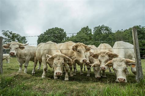 화창한 날 노르망디 프랑스에 녹색 잔디 필드에 방목 하는 소 가축 사육 산업 농업 개념입니다 여름 시골 풍경 목장에 길 들 여 진 가축 가축떼에 대한 스톡 사진 및 기타