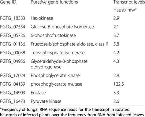 relative transcript levels of genes encoding glycolytic enzymes in