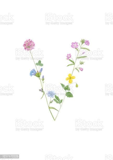 수채화 손 그린 야생 초원 꽃 알파벳 컬렉션입니다 흰색 배경에 격리 된 문자 V 0명에 대한 스톡 벡터 아트 및 기타 이미지