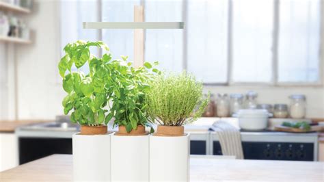 Herbes Aromatiques Intérieur Fleur De Passion
