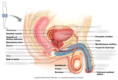 Male Reproductive Diagram Quizlet
