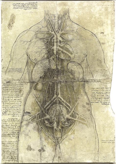 Leonardo Da Vinci Organ Drawings At Lilly Goffage Blog