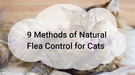 9 Methods Of Natural Flea Control For Cats Kotikmeow