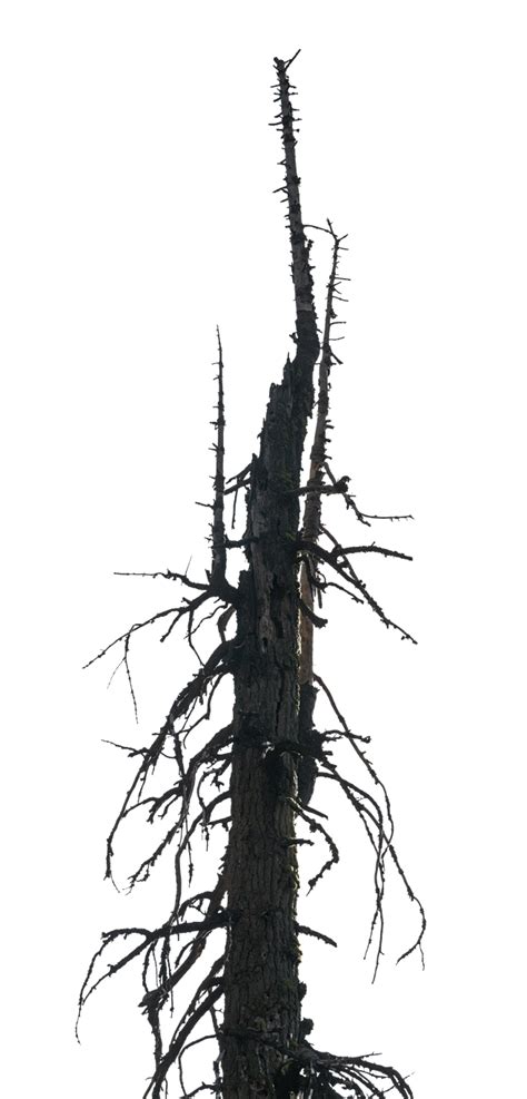 Dead Trees 19