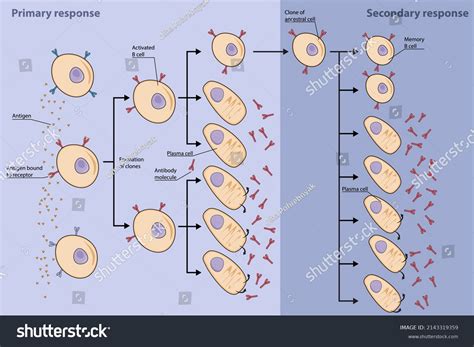 Immune Response Over 1 291 Royalty Free Licensable Stock Vectors