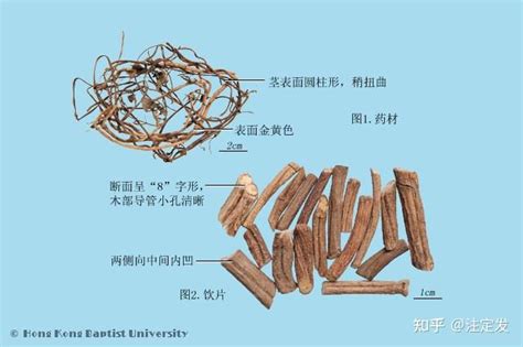 中药学鸡屎藤祛风除湿消食化积解毒消肿活血止痛主治风湿痹痛食积腹胀小儿疳积腹泻痢疾中暑黄疸肝炎肝脾肿大咳嗽瘰疬肠痈