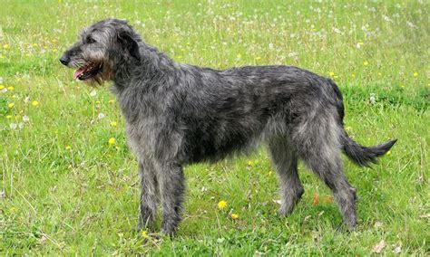 Irish Wolfhound Characteristics Care And Photos Bechewy
