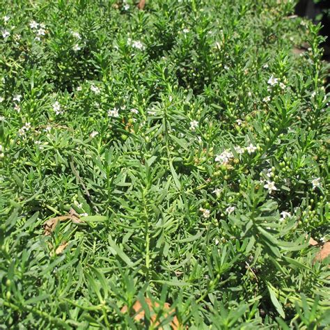 Creeping Myoporum May Use In Driveway Retaining Wall Bed For Draping