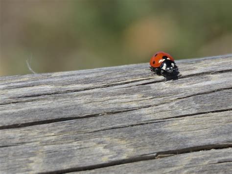 Premium Photo Close Up Of Ladybug On Wood