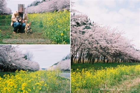 6年前のお花見 波留色杏姫色