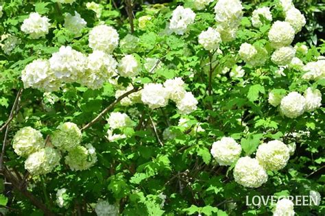 ビバーナム｜花と実の特徴、花咲く季節、ガマズミとの違いを紹介 Lovegreenラブグリーン