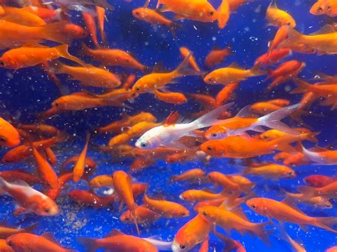 Orange And White Fish Crowd In Aquarium