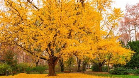 How To Plant Grow And Care For Gingko Trees