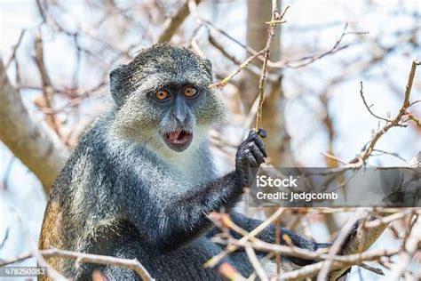 Monyet Biru Foto Stok Unduh Gambar Sekarang Afrika Alam Anggota