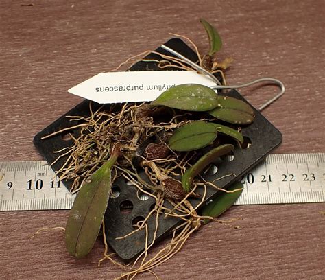 Yahoo オークション Bulbophyllum purpurascens バルボフィラムパ