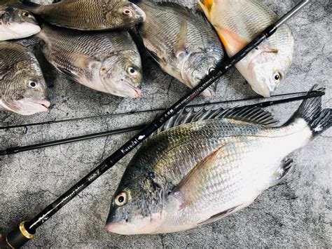 Kurodai 天羽鯛sbks 833m Kr 黑鯛 台灣慕斯達