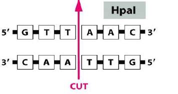DNA Profiling Flashcards Quizlet