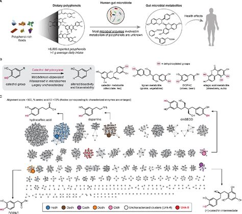 Figure 1 From Metatranscriptomics Guided Discovery And Characterization Of A Polyphenol